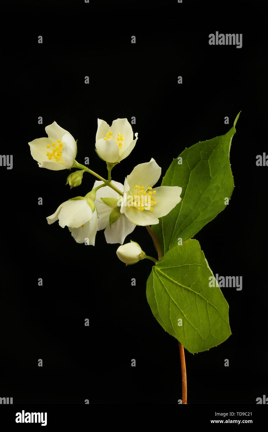 Philadelphus flowers hi-res stock photography and images - Alamy