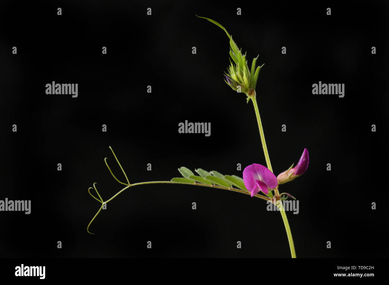 The vetch hi-res stock photography and images - Alamy