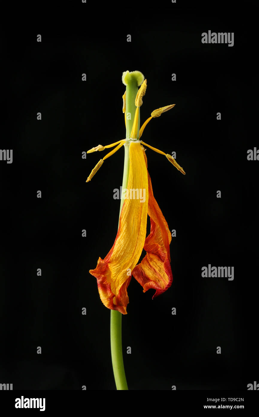 Wilted tulip hi-res stock photography and images - Alamy