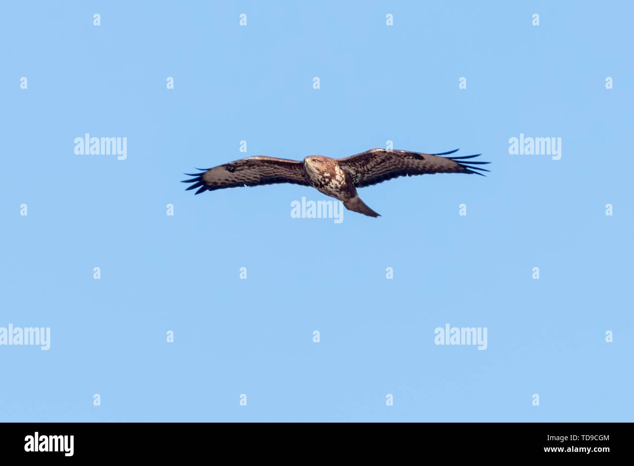 Common Buzzard (Buteo buteo) in flight, back view Stock Photo - Alamy