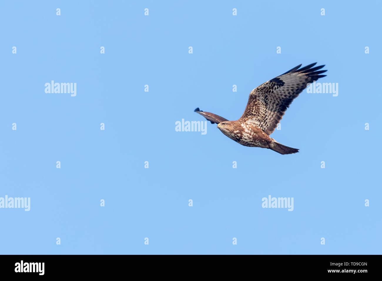 Common Buzzard (Buteo buteo) in flight, back view Stock Photo - Alamy
