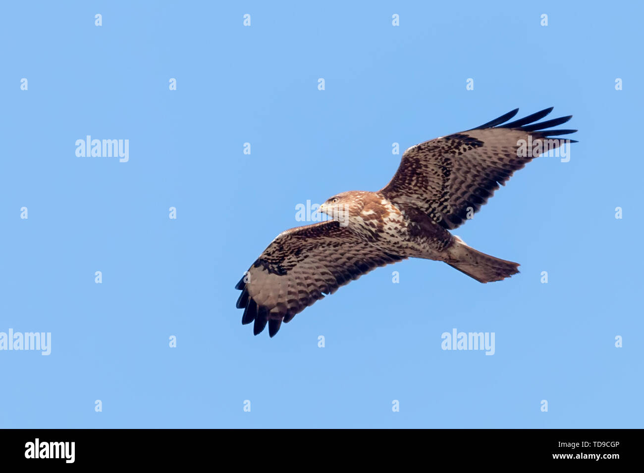 Common Buzzard (Buteo buteo) in flight, back view Stock Photo - Alamy