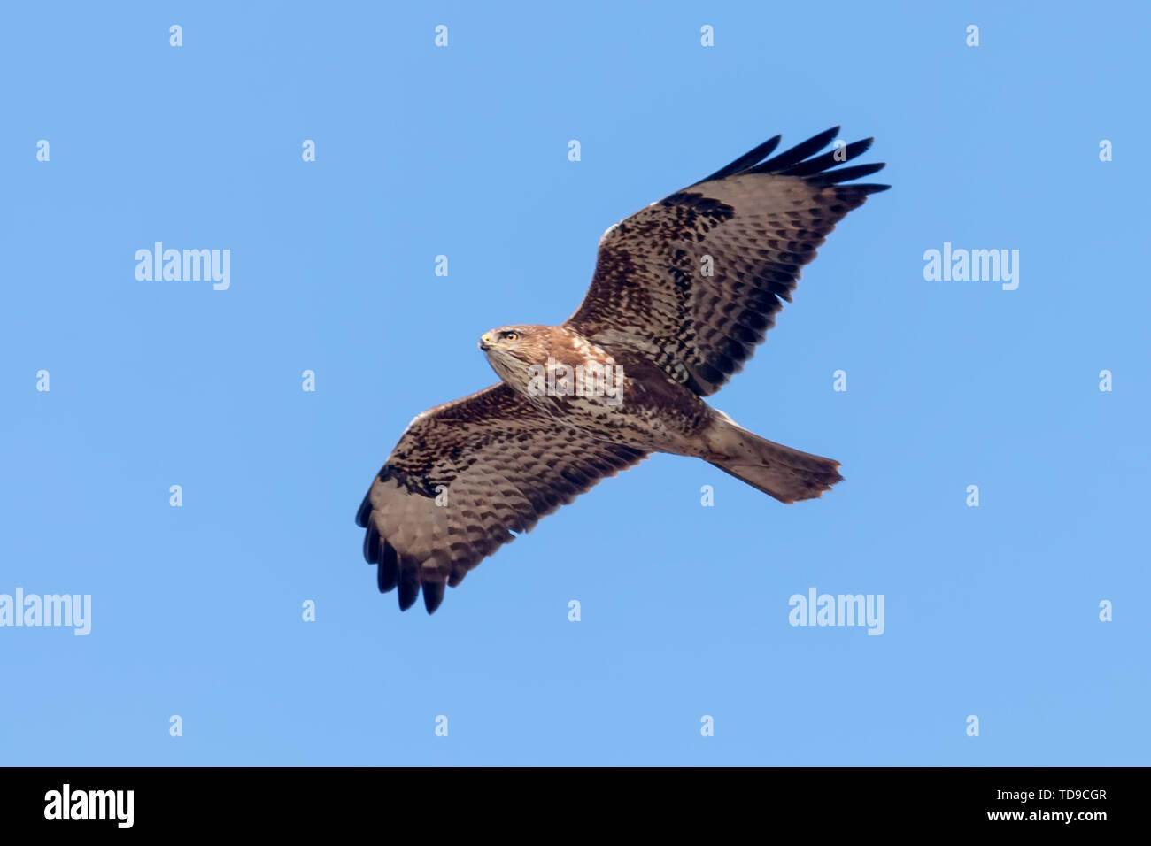 Back view of this majestic animal in the wild hi-res stock photography ...