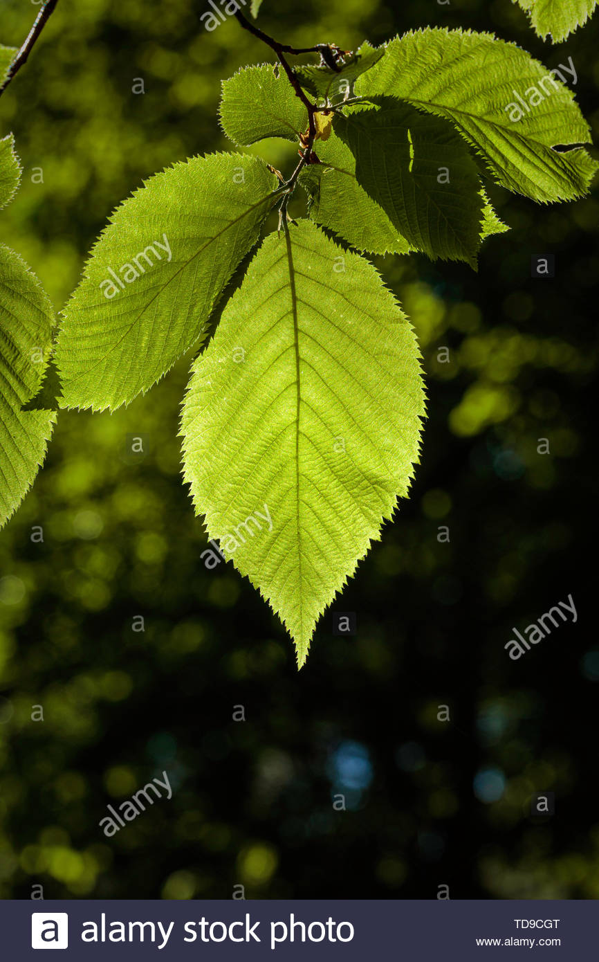 Pinnate Leaf High Resolution Stock Photography and Images - Alamy