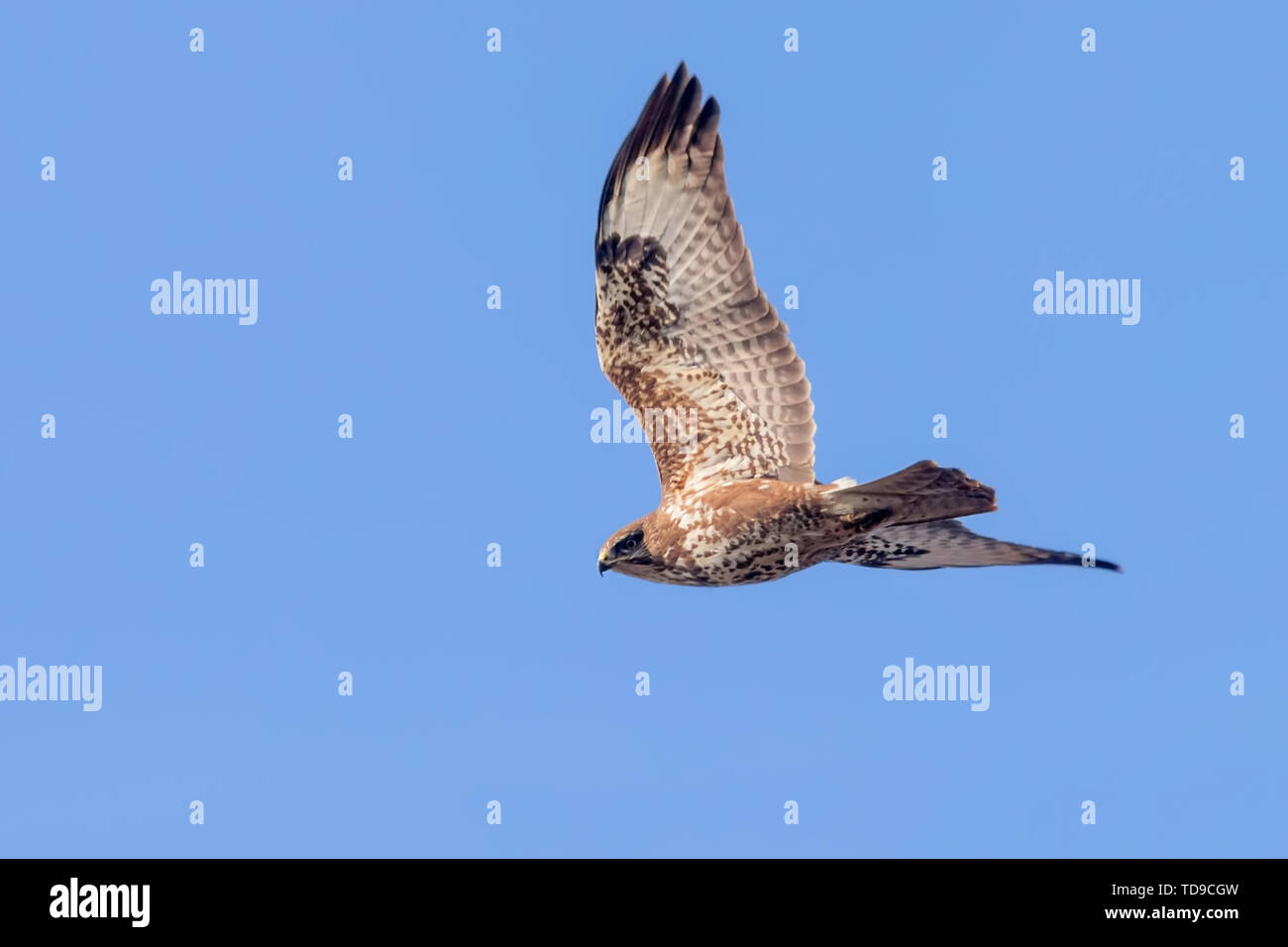 Common Buzzard (Buteo buteo) in flight, back view Stock Photo - Alamy