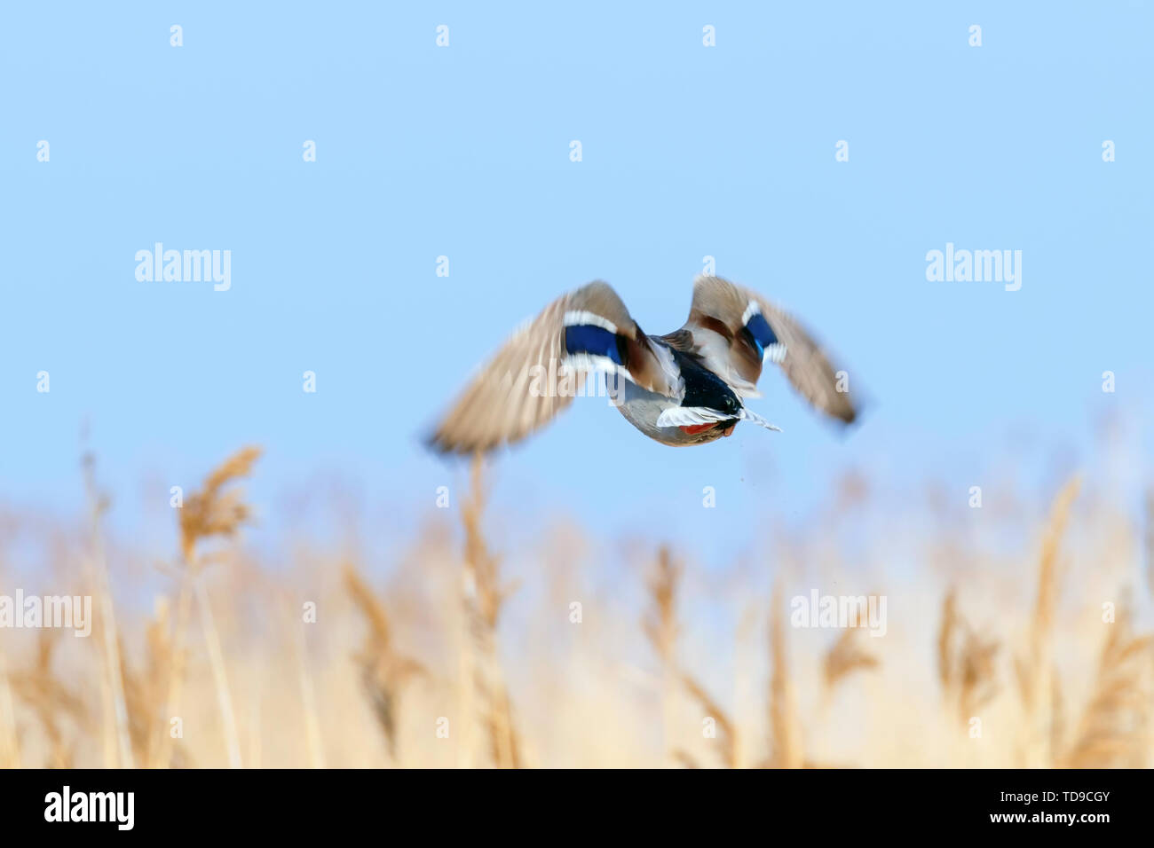 Migration route duck hi-res stock photography and images - Alamy