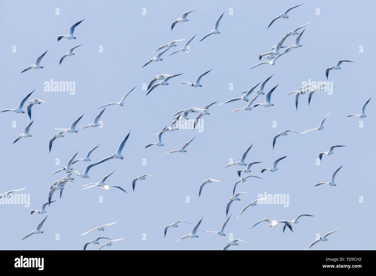 Seagulls in flight hi-res stock photography and images - Alamy