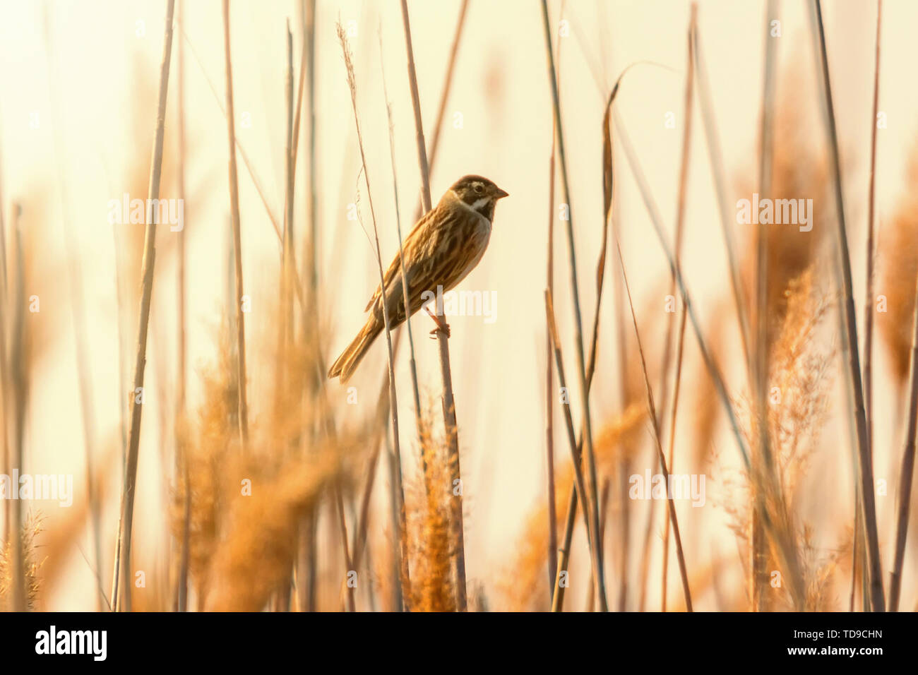 Common reed bunting (Emberiza schoeniclus) sitting on reed Stock Photo ...