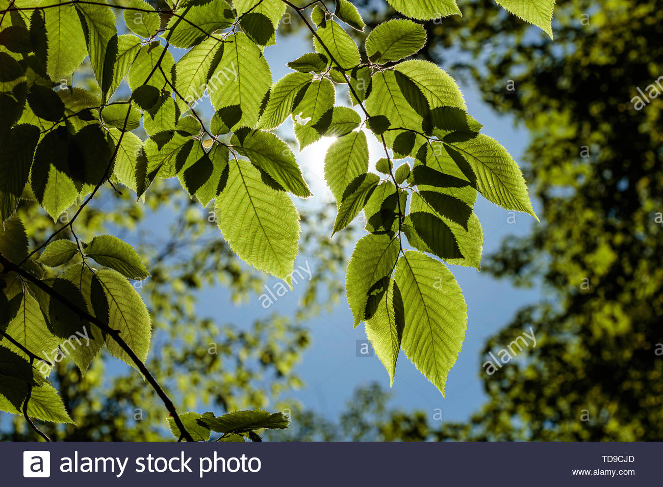 Pinnate Leaf High Resolution Stock Photography and Images - Alamy