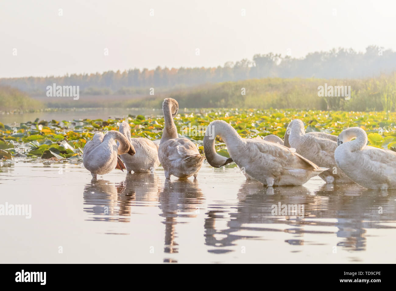 Group swans swimming dawn hi-res stock photography and images - Alamy
