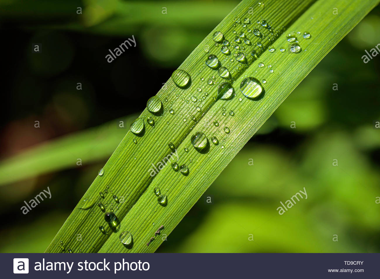 Surface Tension Stock Photos & Surface Tension Stock Images - Alamy