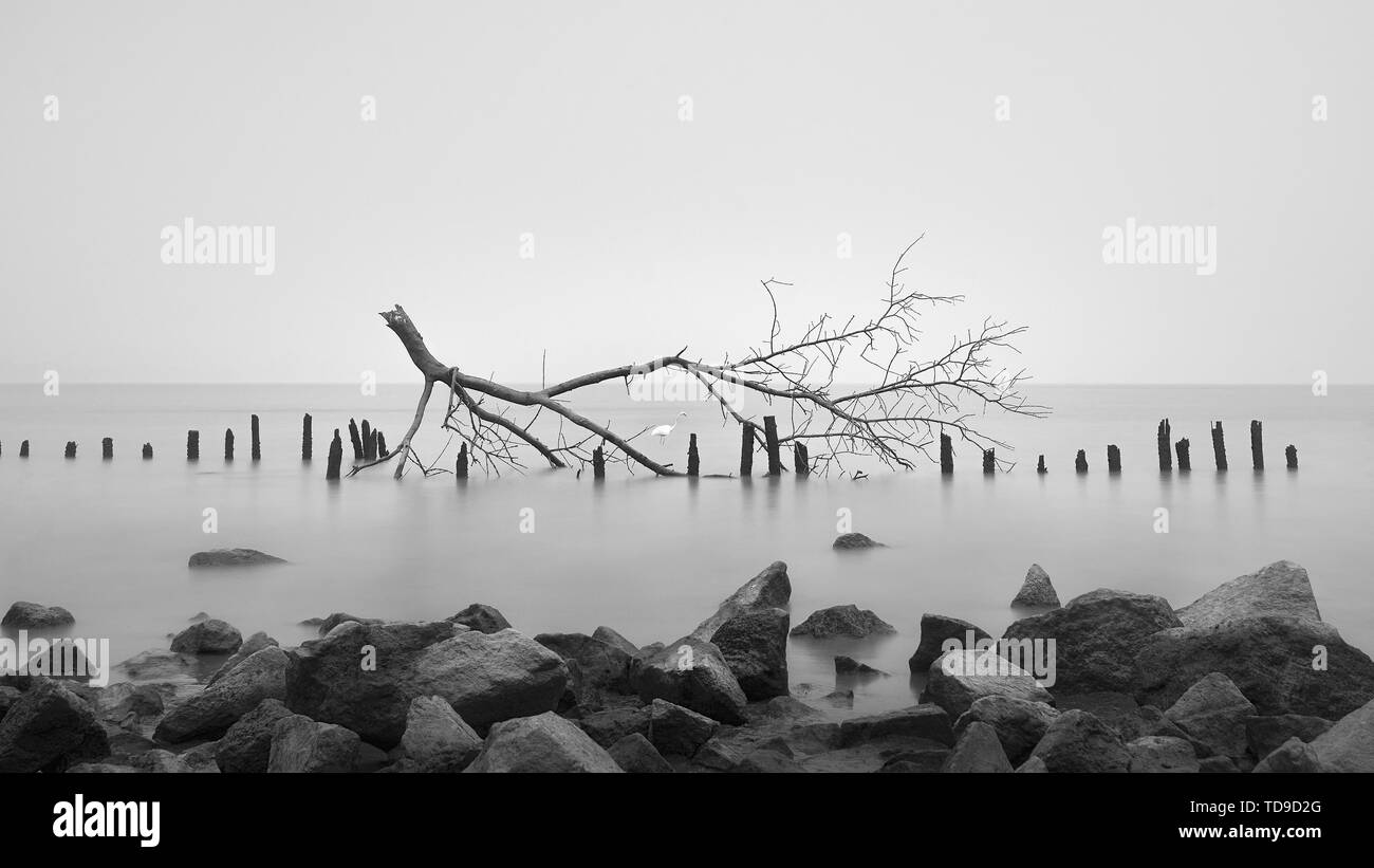 The branches broken by the typhoon, the bleak feeling Stock Photo - Alamy
