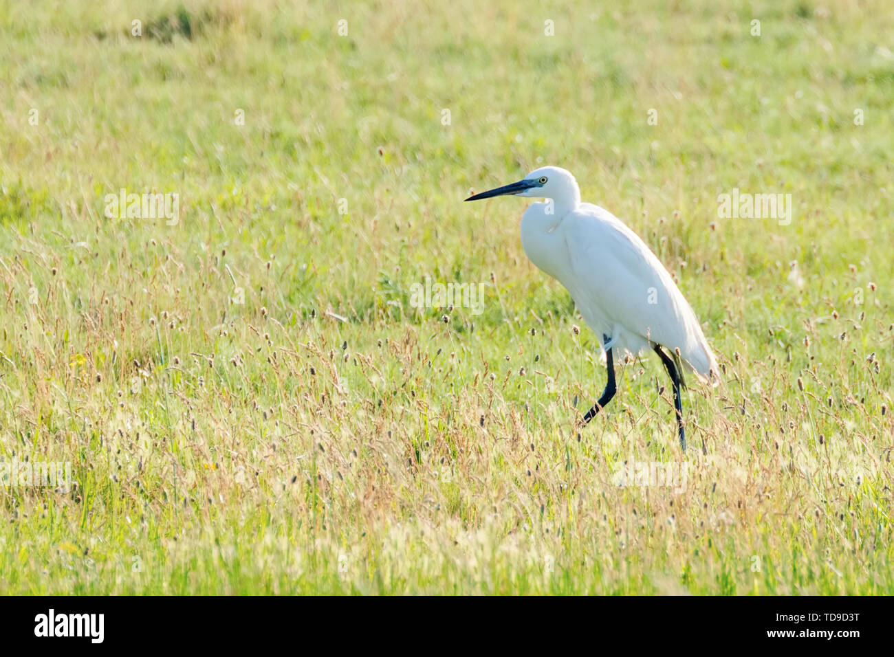 Great Egret (Ardea alba) Common Egret Stock Photo - Alamy
