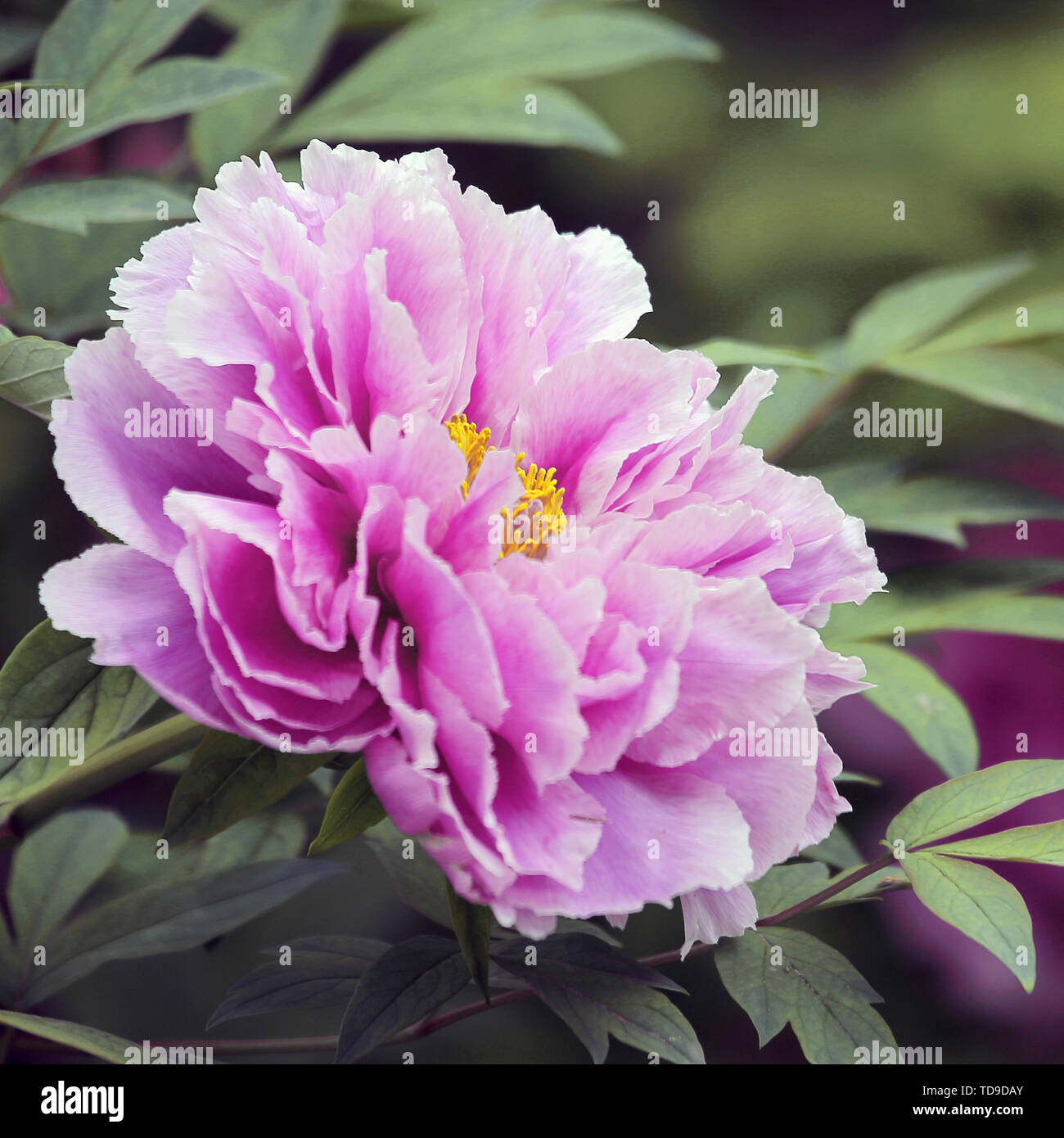 Peony, peony (prescription composition Stock Photo - Alamy