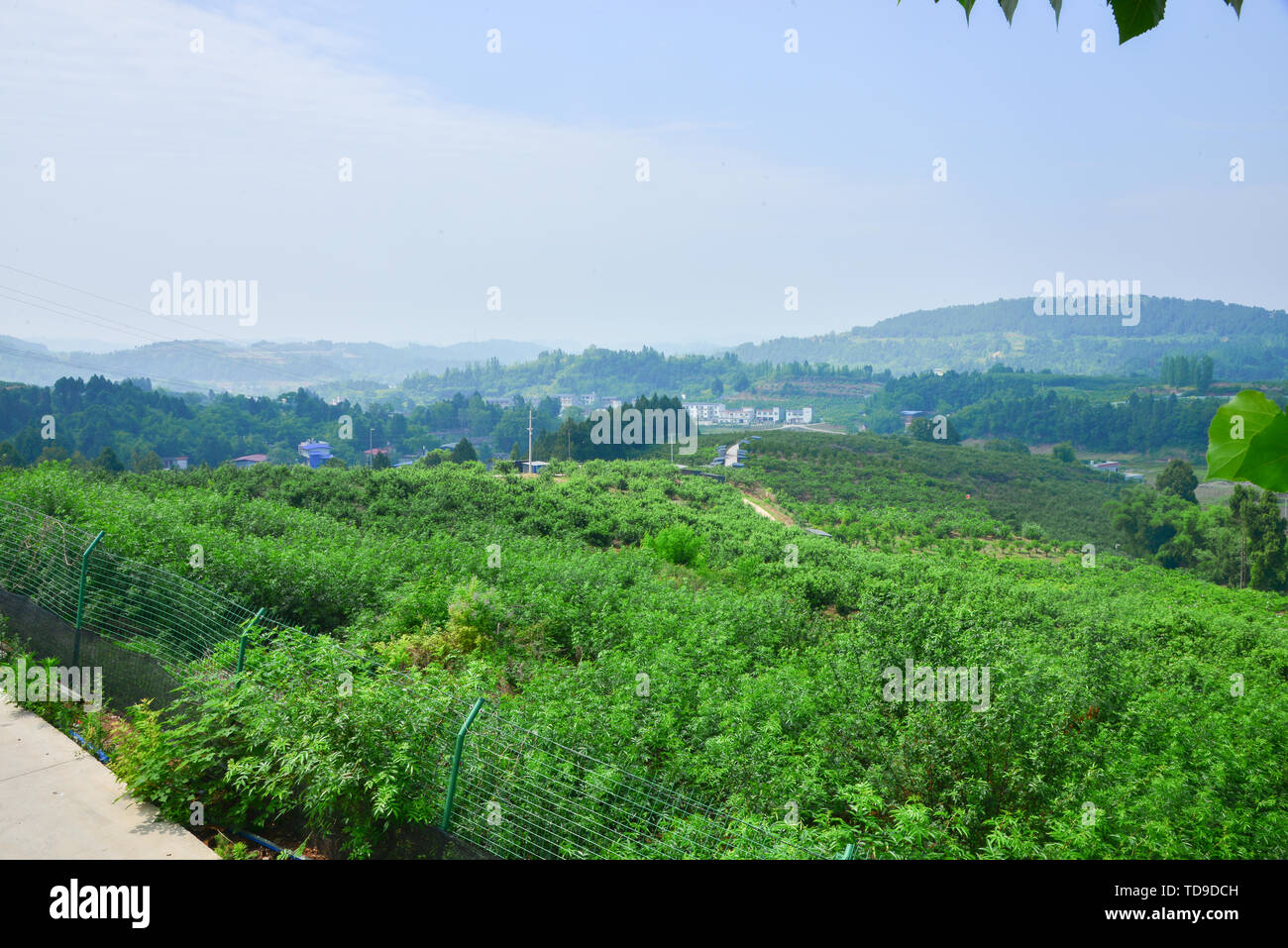 Rattan pepper base hi-res stock photography and images - Alamy