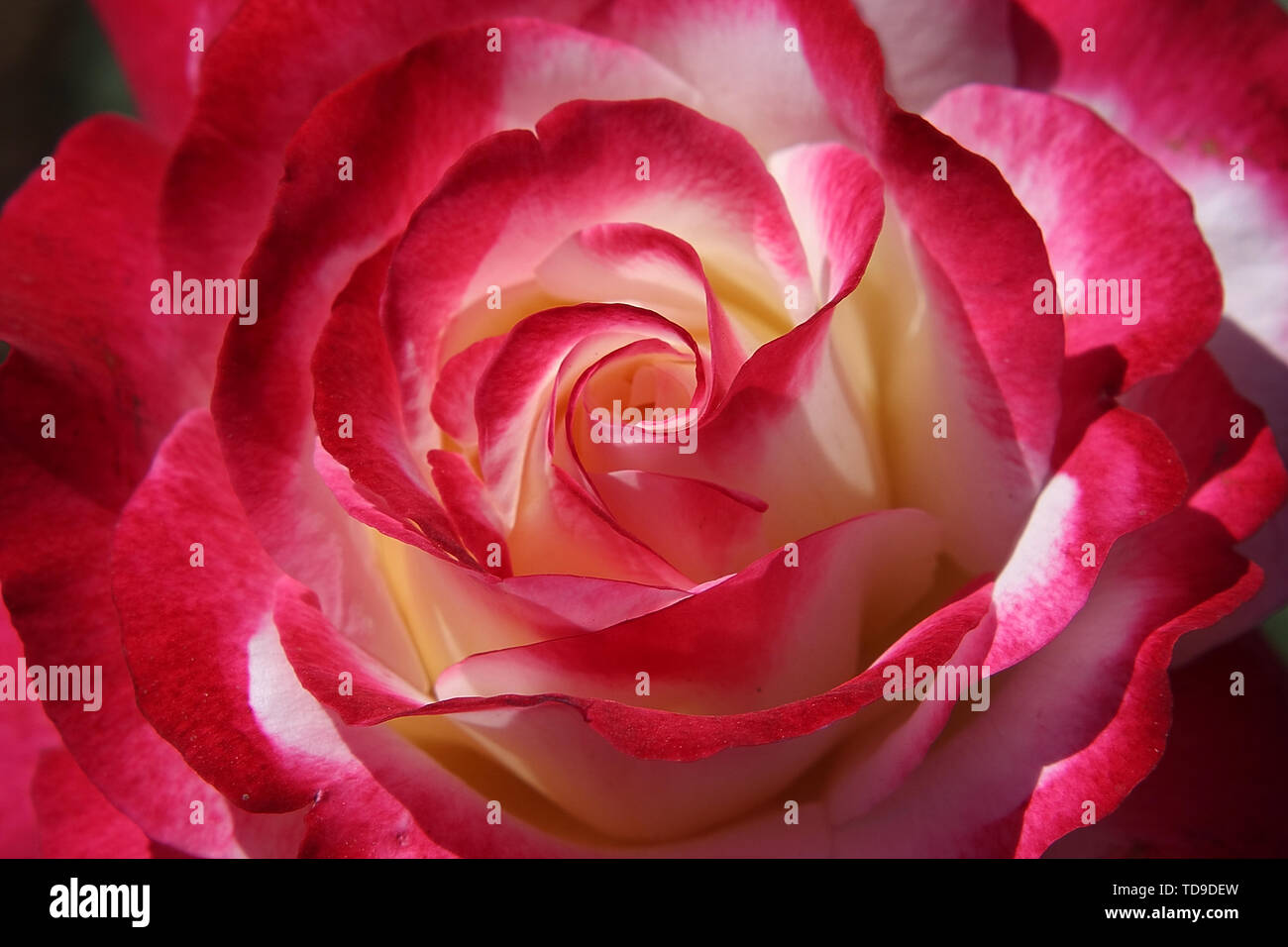 Micro flowers - moon season Stock Photo - Alamy