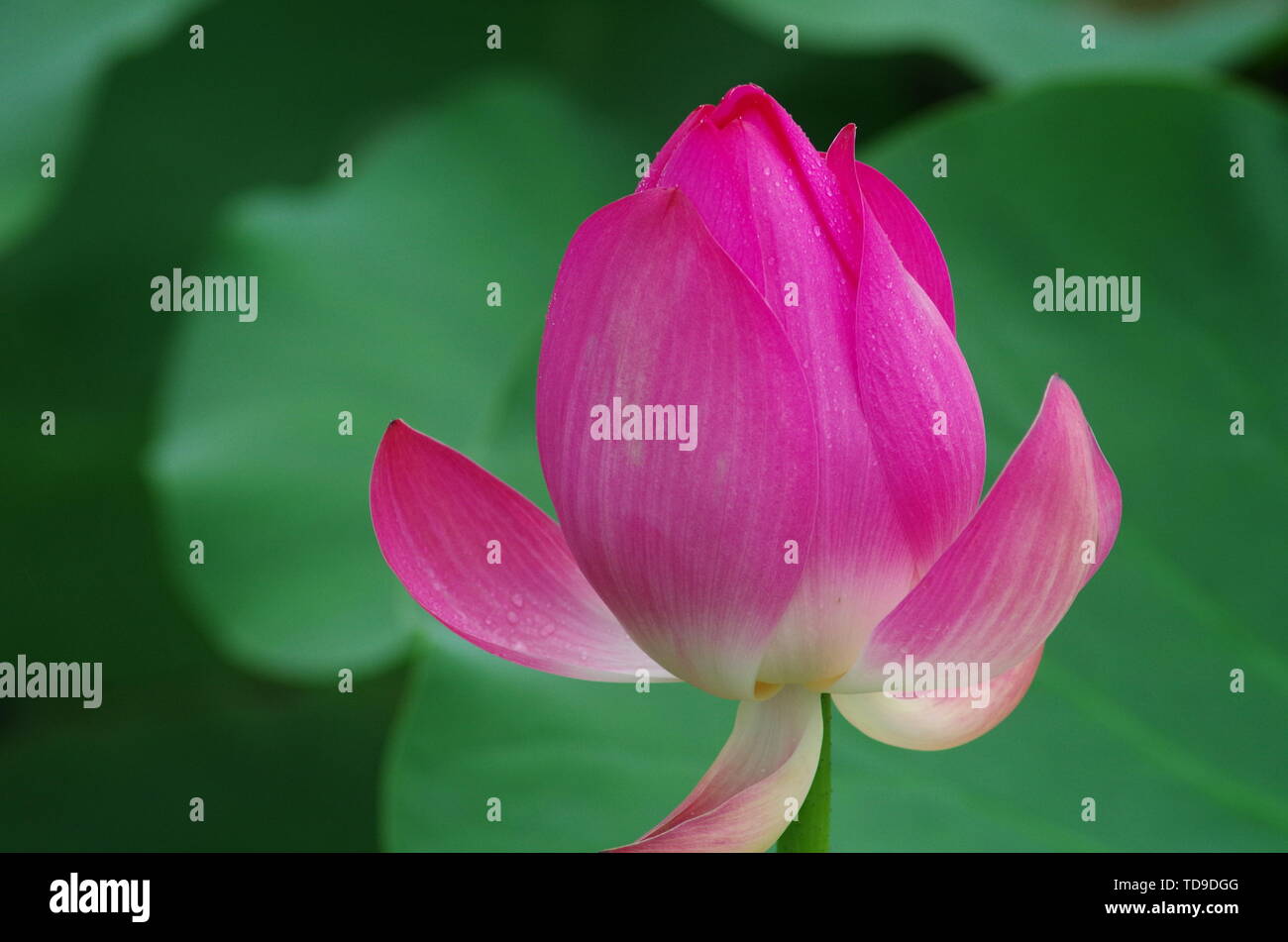 Lotus, Xia Ho, Lotus, Photography Stock Photo - Alamy