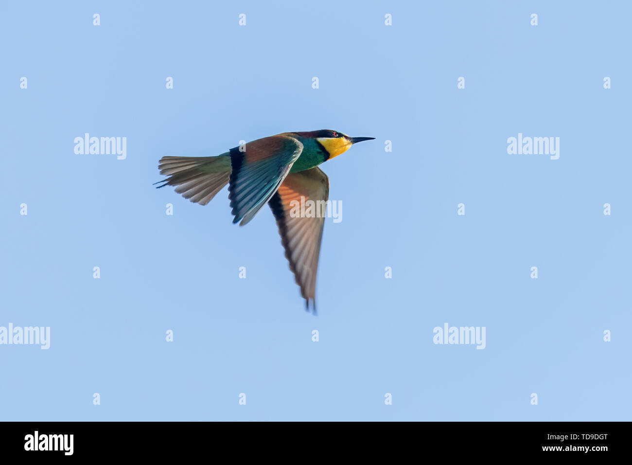 Bee Eater In Flight High Resolution Stock Photography and Images - Alamy