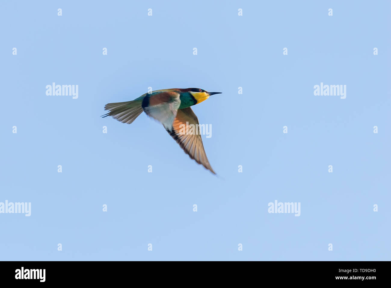 European Bee Eater In Flight (Merops Apiaster Stock Photo - Alamy