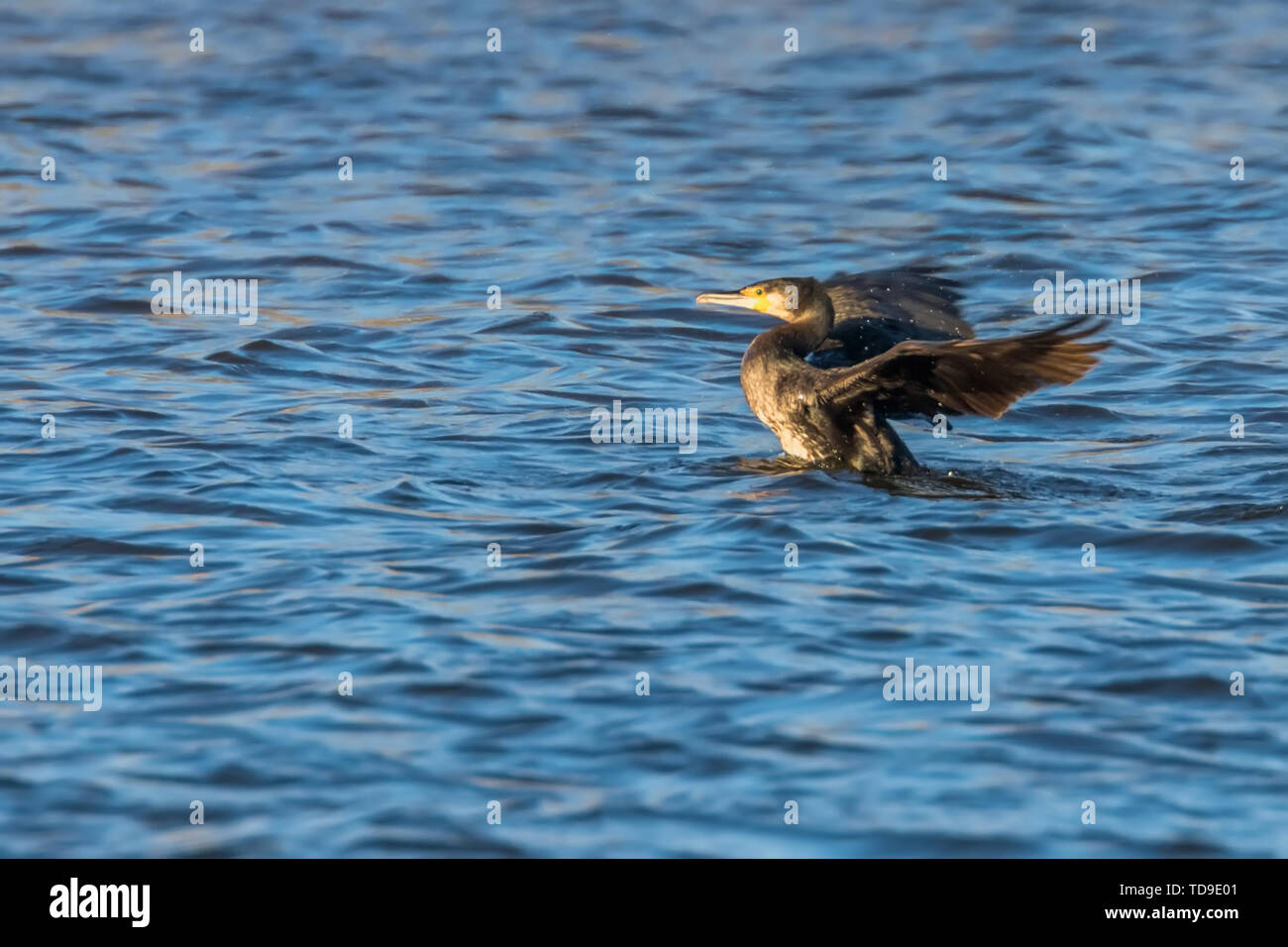 Great Cormorant spreading his wings on water Stock Photo - Alamy