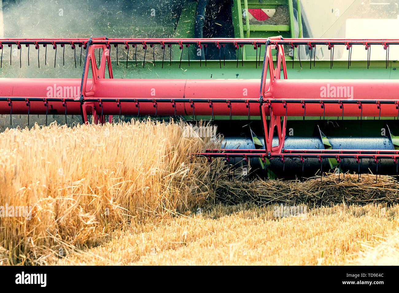 Closeup Combine harvesting a wheat field. Combine working the field ...