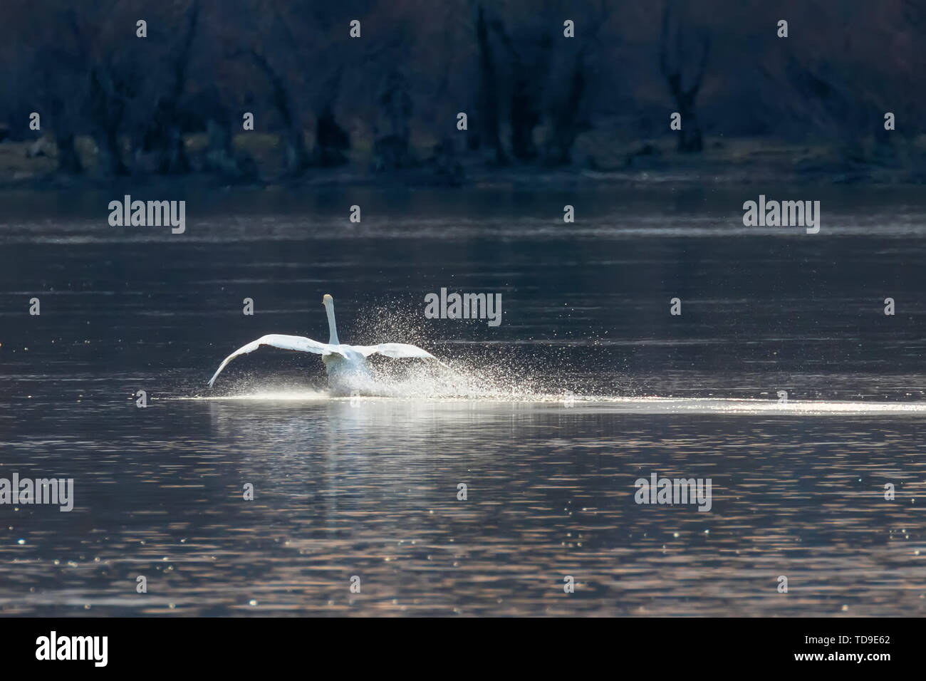 Swan landing on water Stock Photo - Alamy