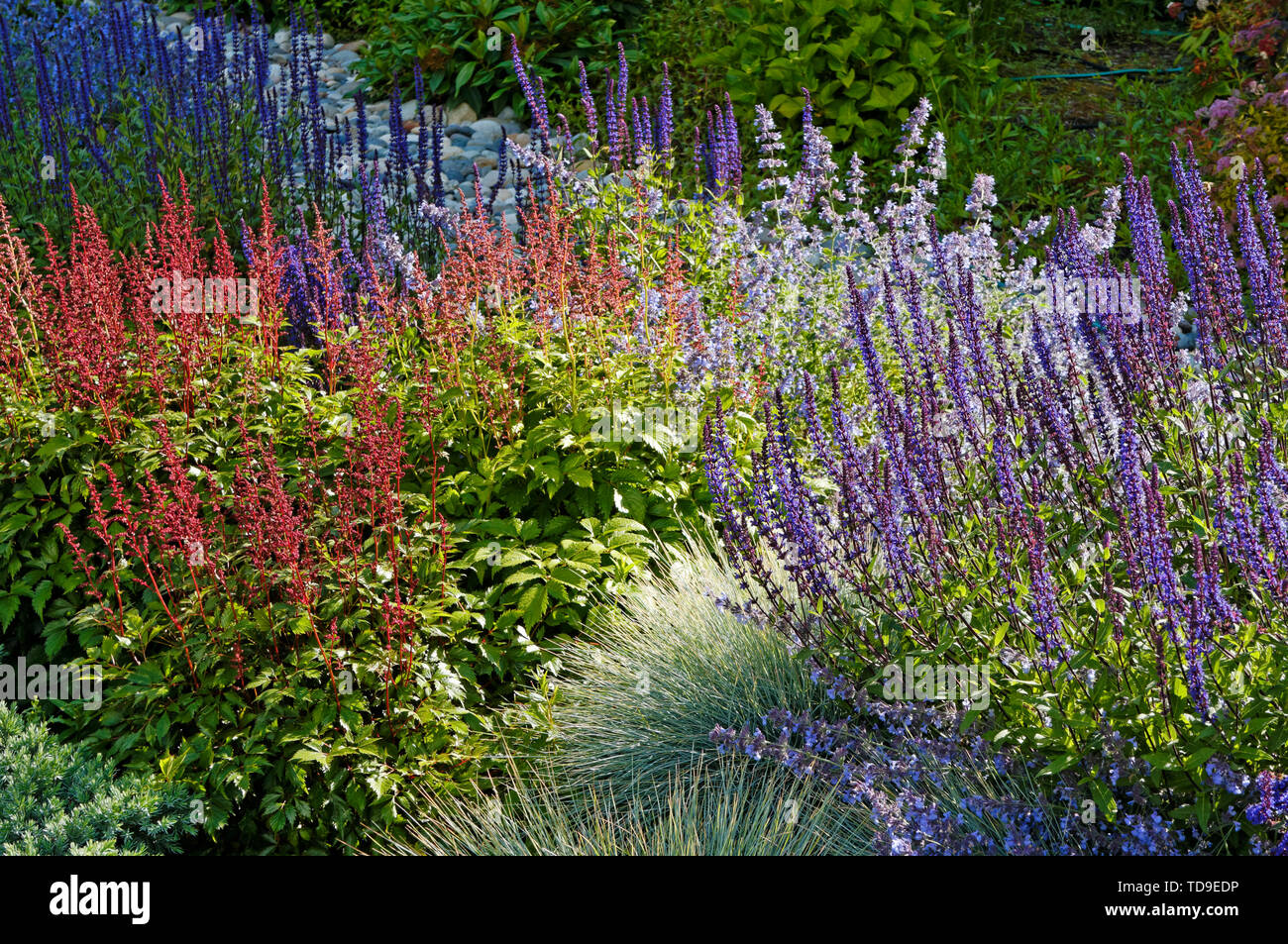Lavender and other colorful flowers and grasses growing in a rock ...