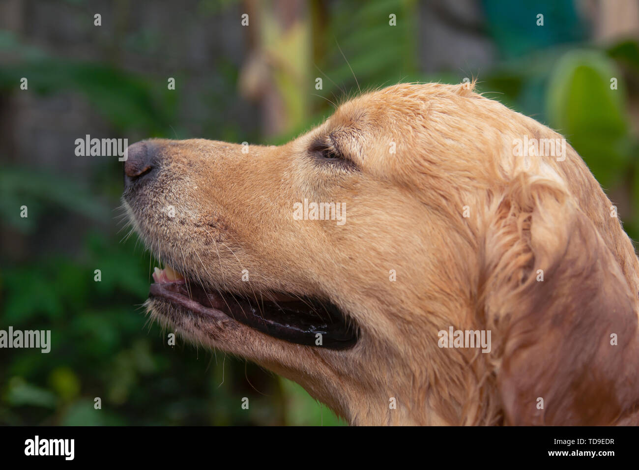 Golden Retriever Dog Face Tongue High Resolution Stock Photography and ...