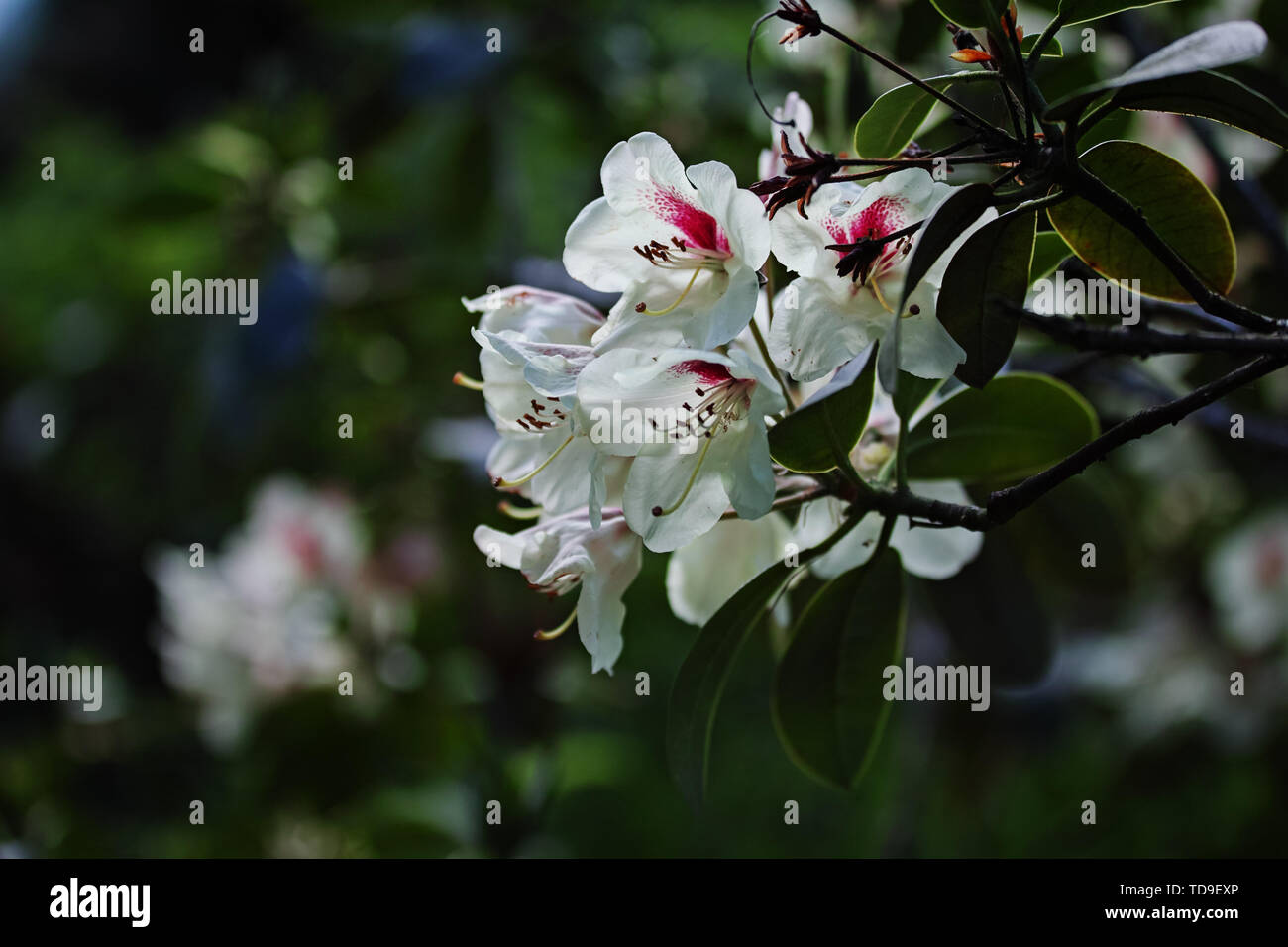 The name of these flowers is Rhododendron .These Rhododendrons name is ...