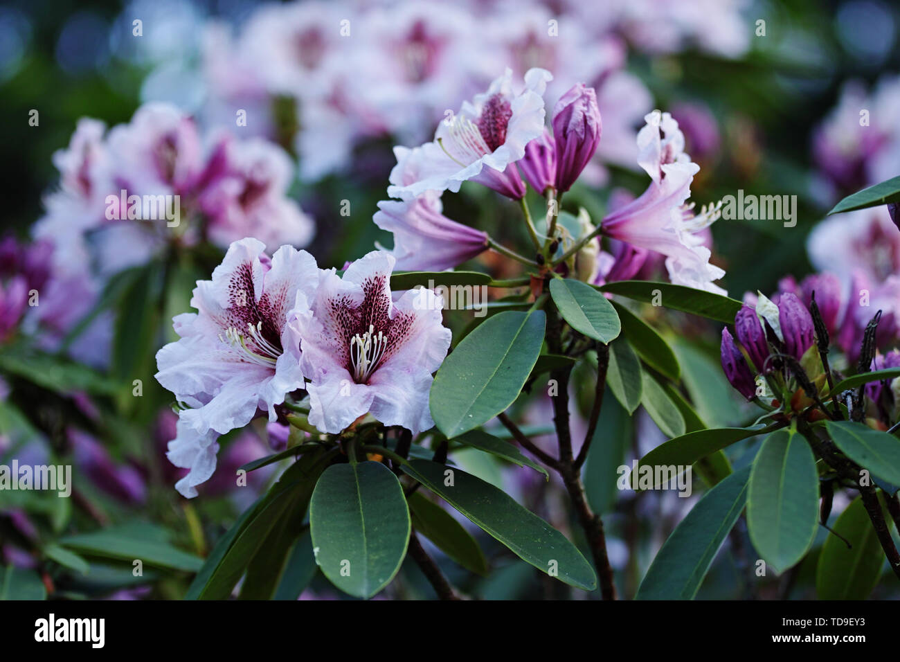 The name of these flowers is Rhododendron .These Rhododendrons name is ...