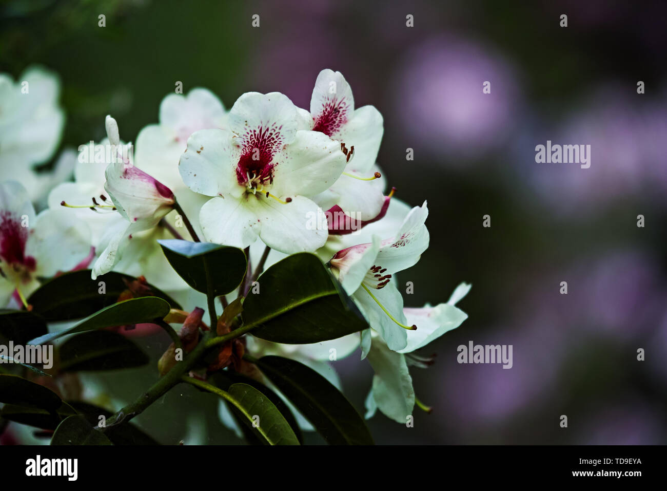 The name of these flowers is Rhododendron .These Rhododendrons name is ...
