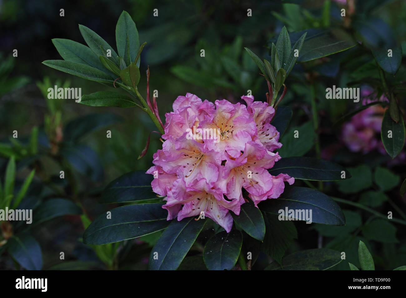The name of these flowers is Rhododendron .These Rhododendrons name is ...