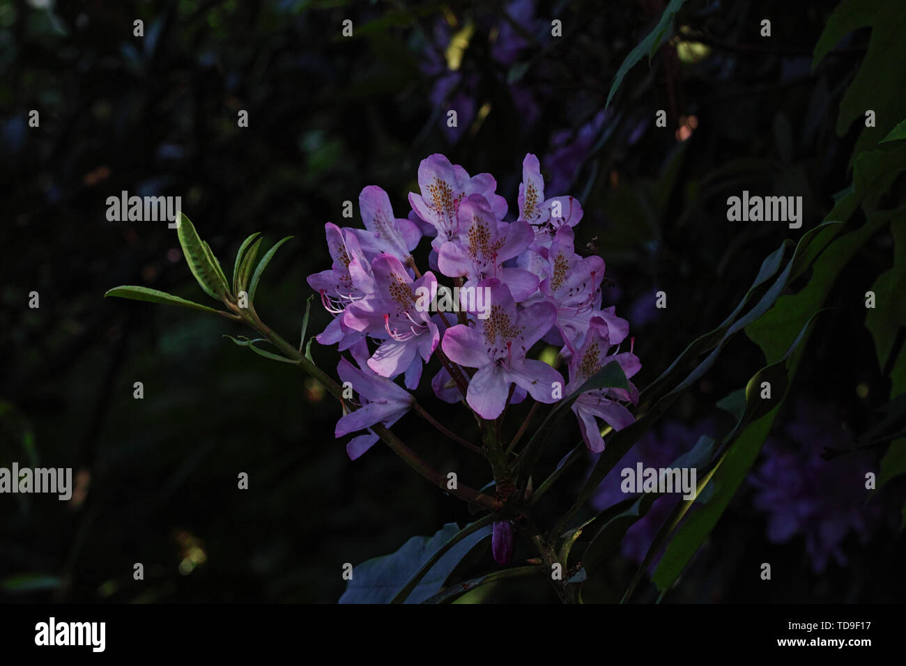 The name of these flowers is Rhododendron .These Rhododendrons name is ...