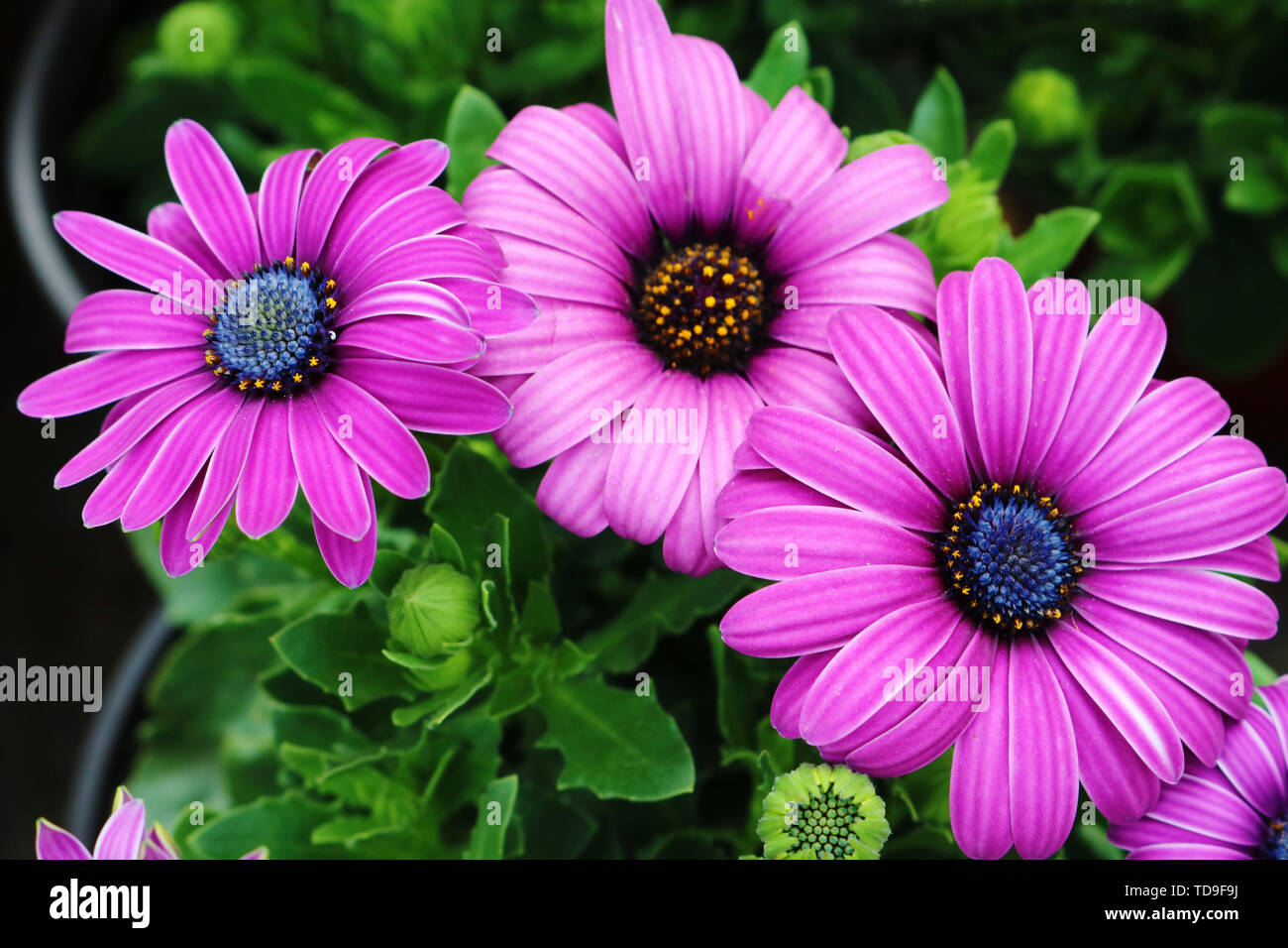 Perennial melon hi-res stock photography and images - Alamy