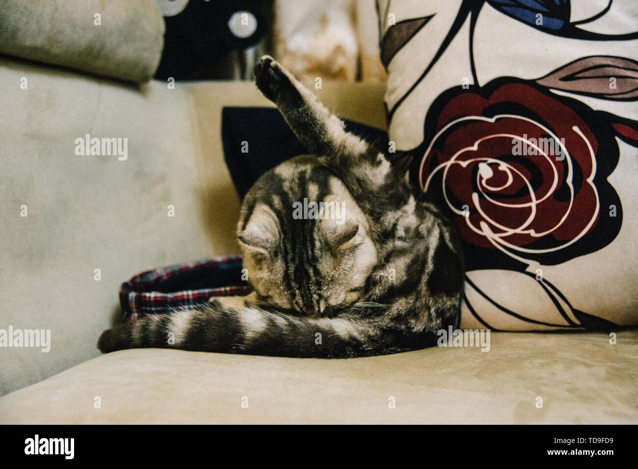 Home cute beautiful short tabby cat, soft body, yoga animal, sleeping ...