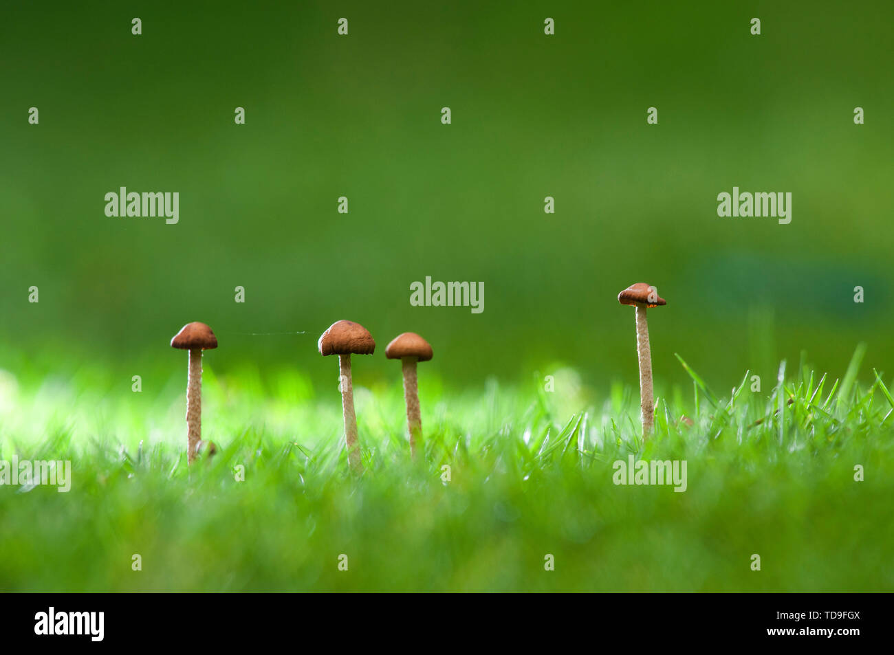 A set of microphotographs of mushrooms in the rain Stock Photo - Alamy
