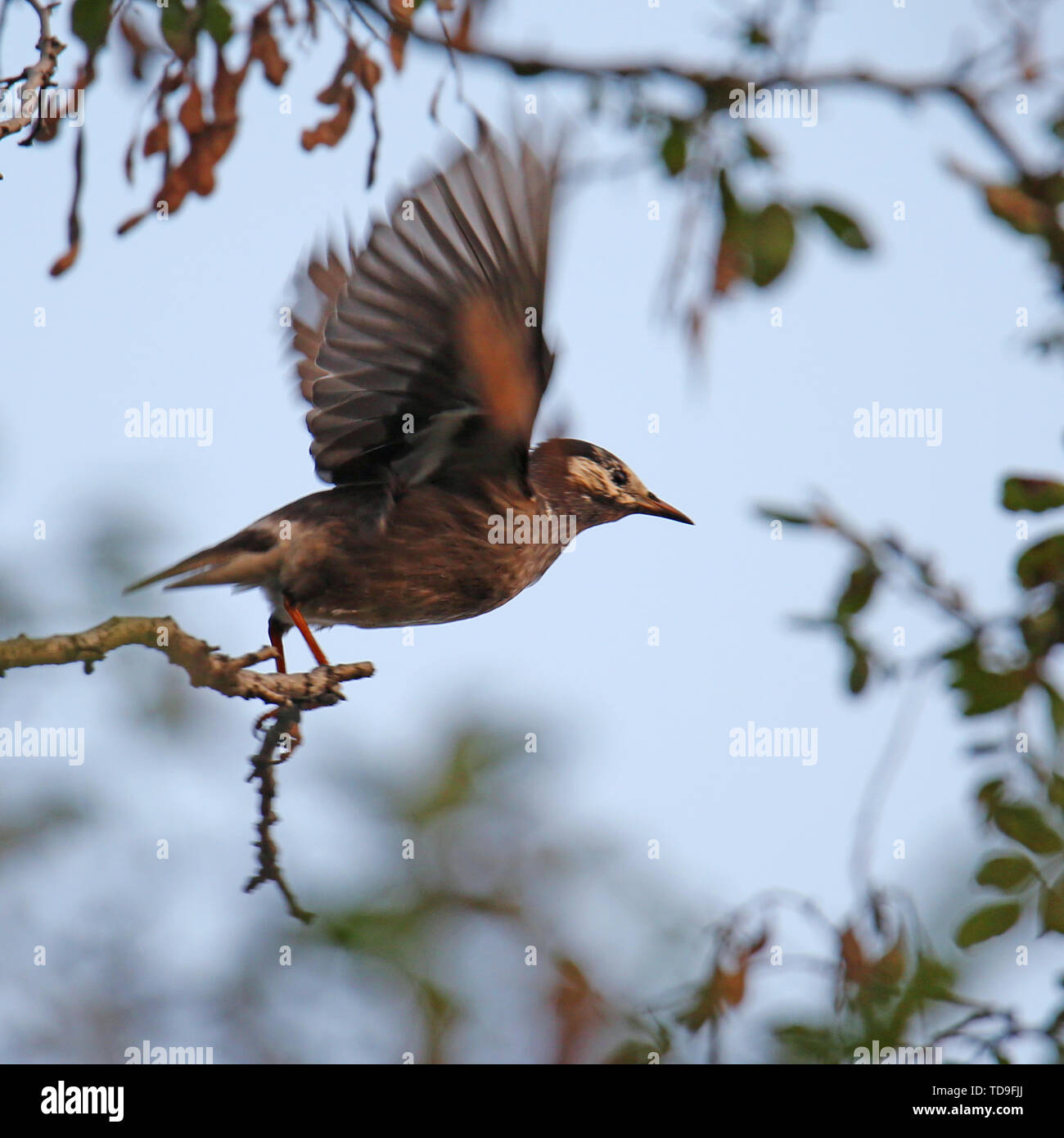 A group of birds Stock Photo - Alamy