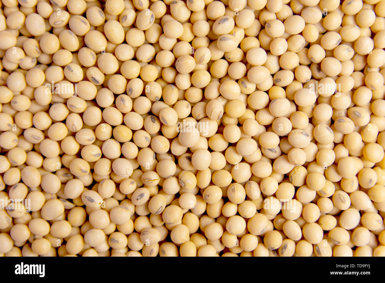 Soybean pattern as background Stock Photo - Alamy