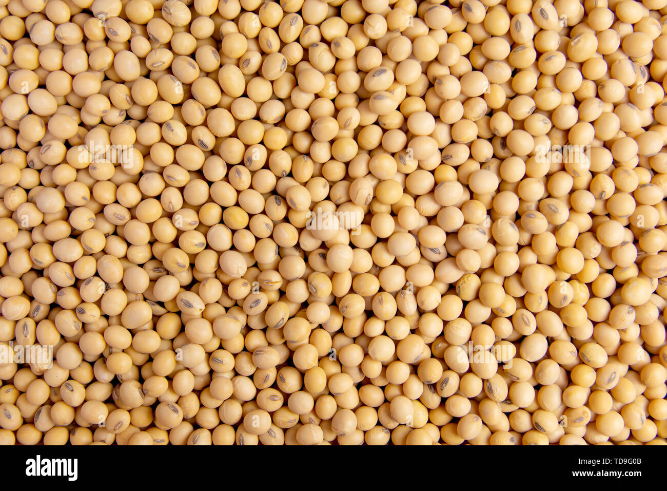 Soybean pattern as background Stock Photo - Alamy