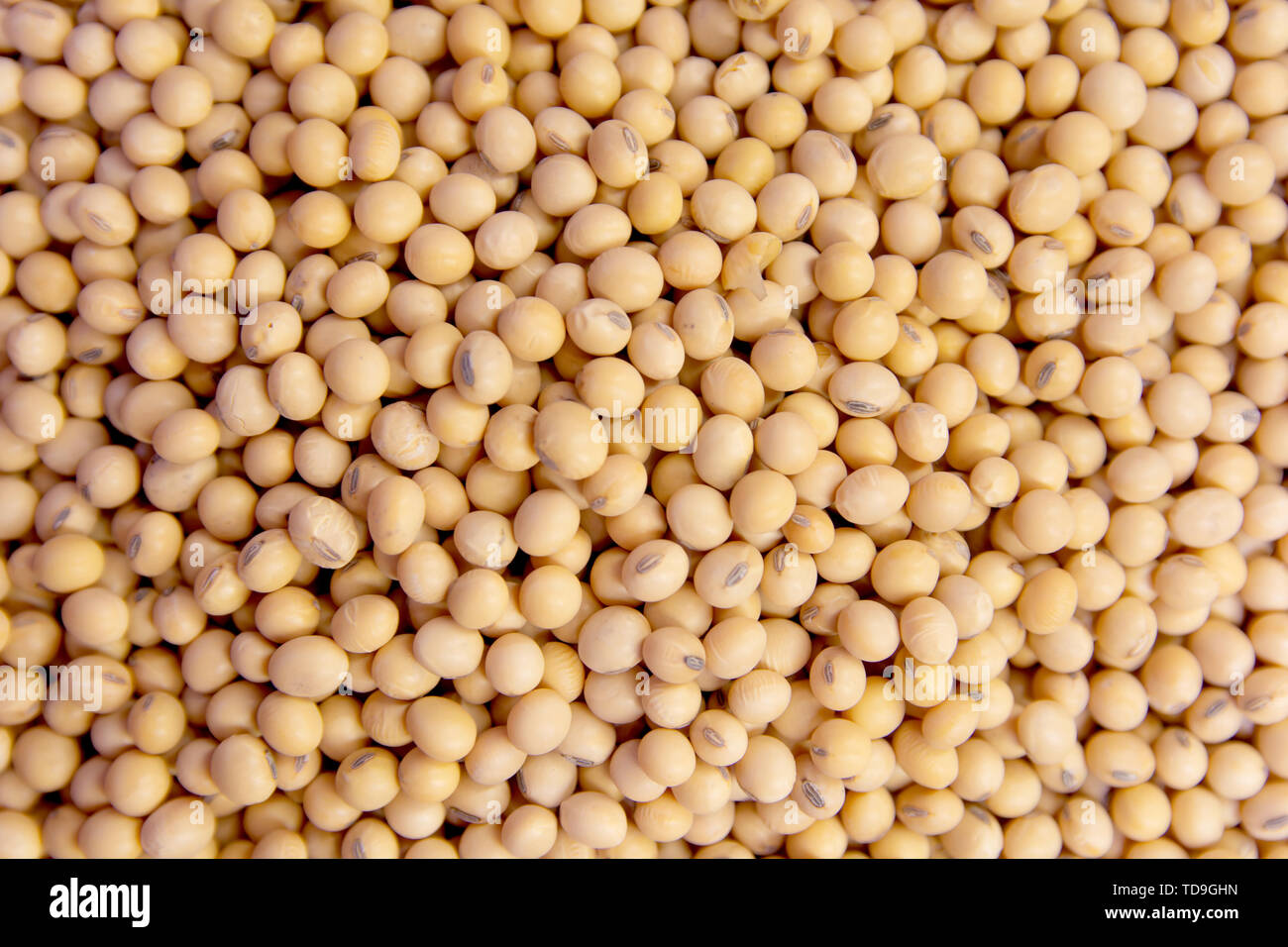 Soybean pattern as background Stock Photo - Alamy