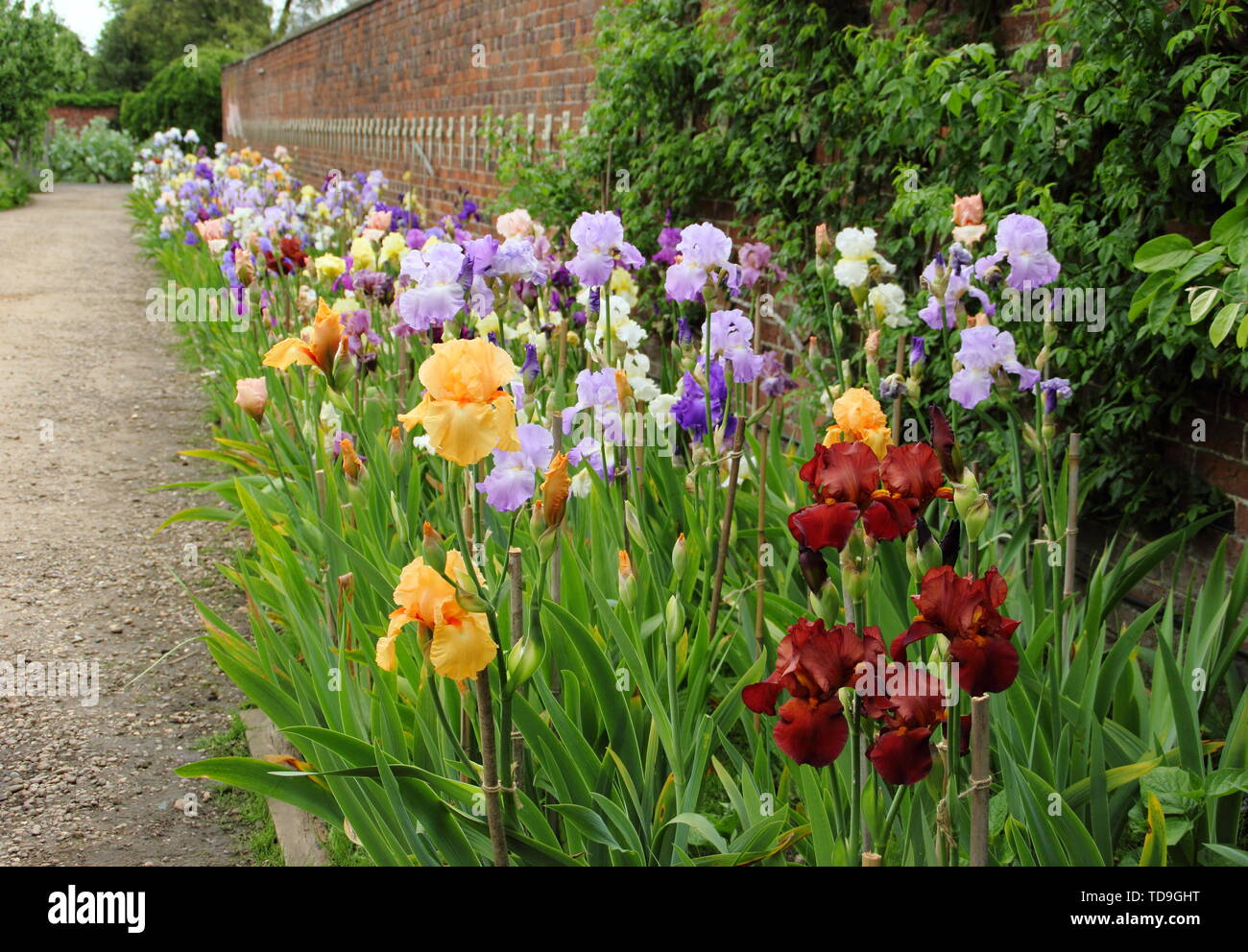 Tall bearded iris in May. Tall bearded iris collection by breeder ...