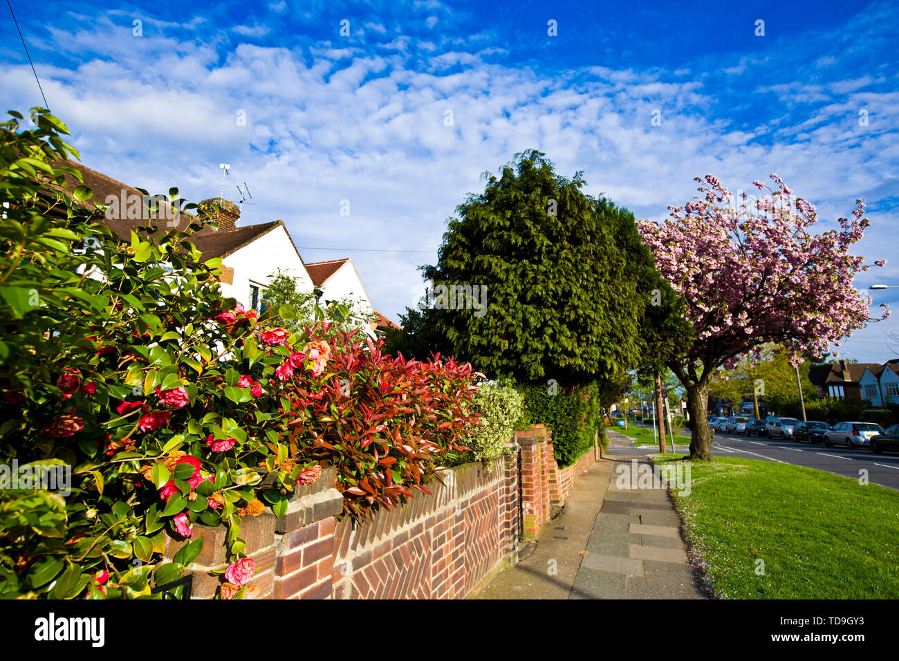 London street trees sky hi-res stock photography and images - Alamy