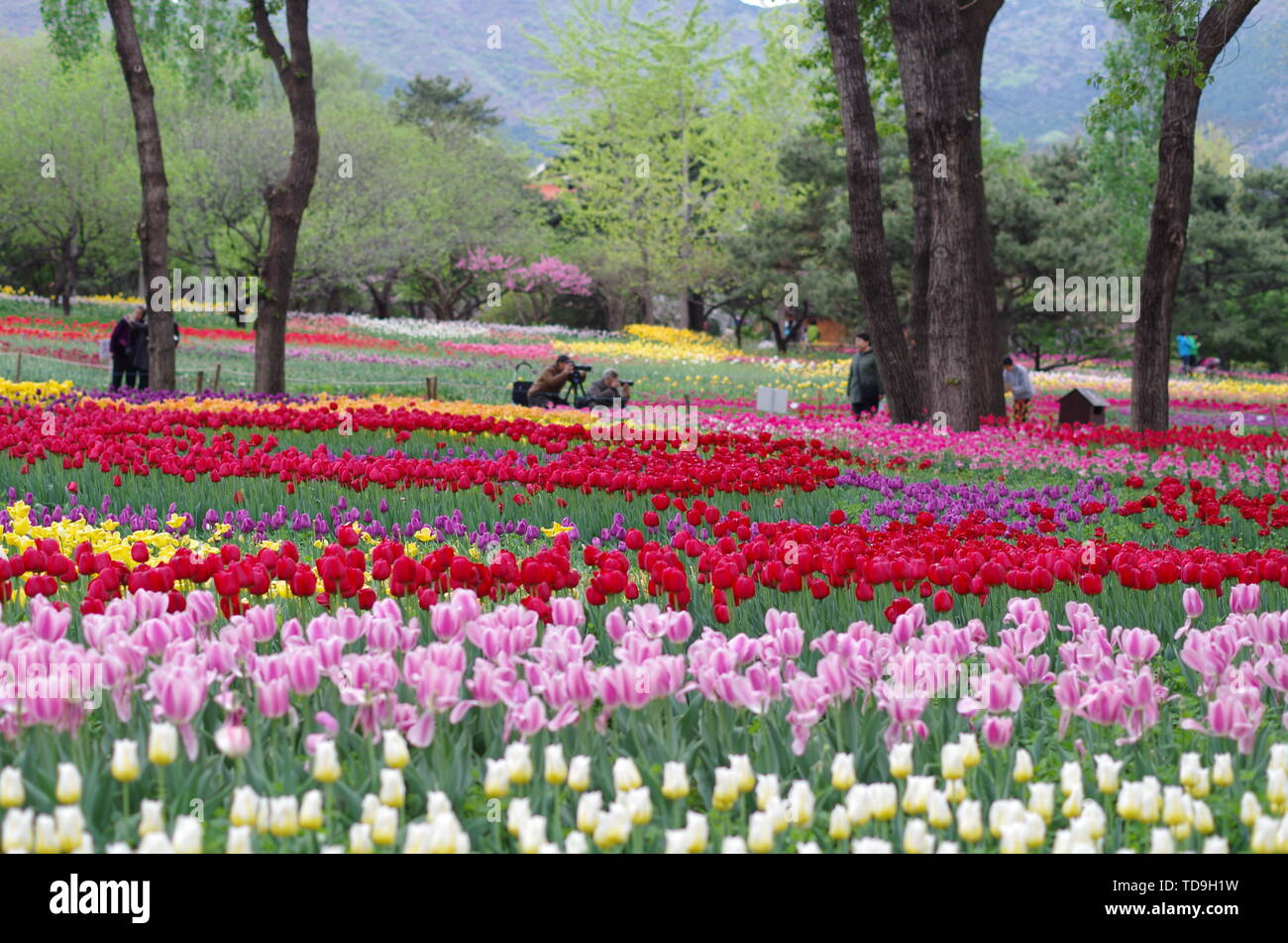 The flowers bloom, the spring is pleasant Stock Photo - Alamy
