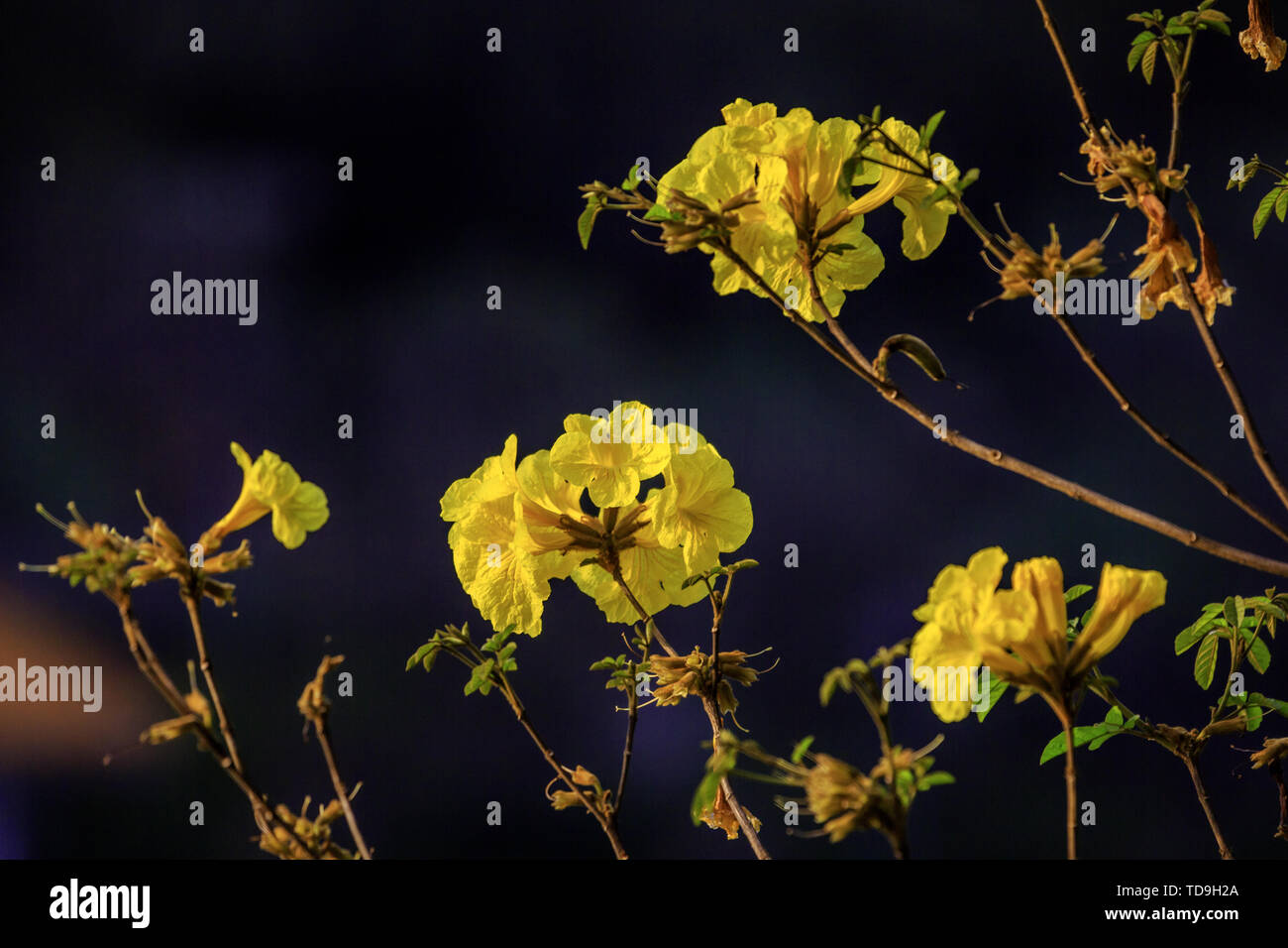 Golden wind bell flower Stock Photo - Alamy