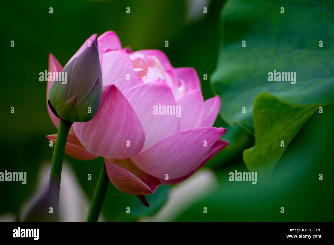 A set of lotus photos Stock Photo - Alamy