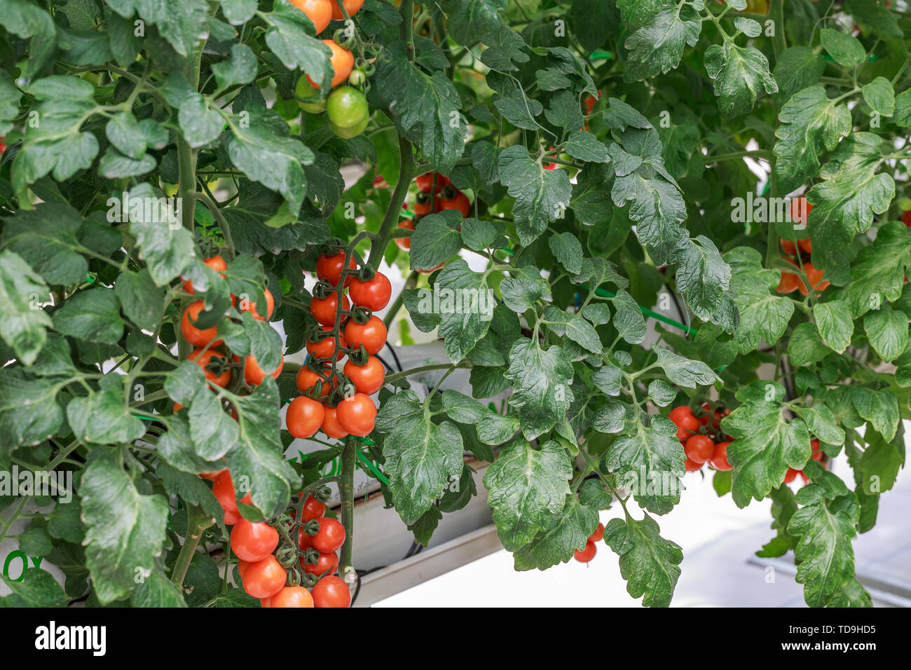 Small tomatoes tomato saint fruit hi-res stock photography and images ...