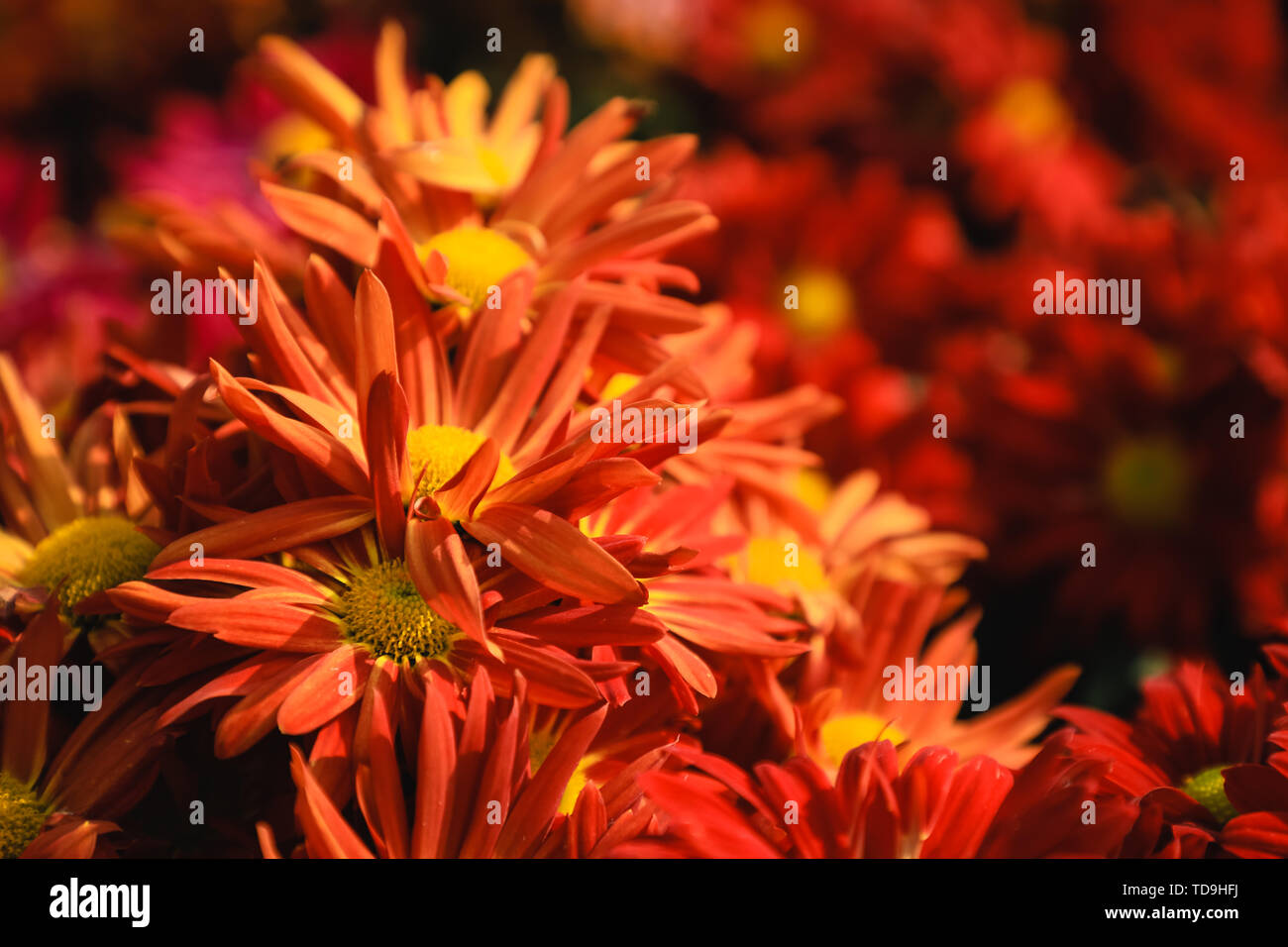 Flowers, spring, flowers Stock Photo - Alamy