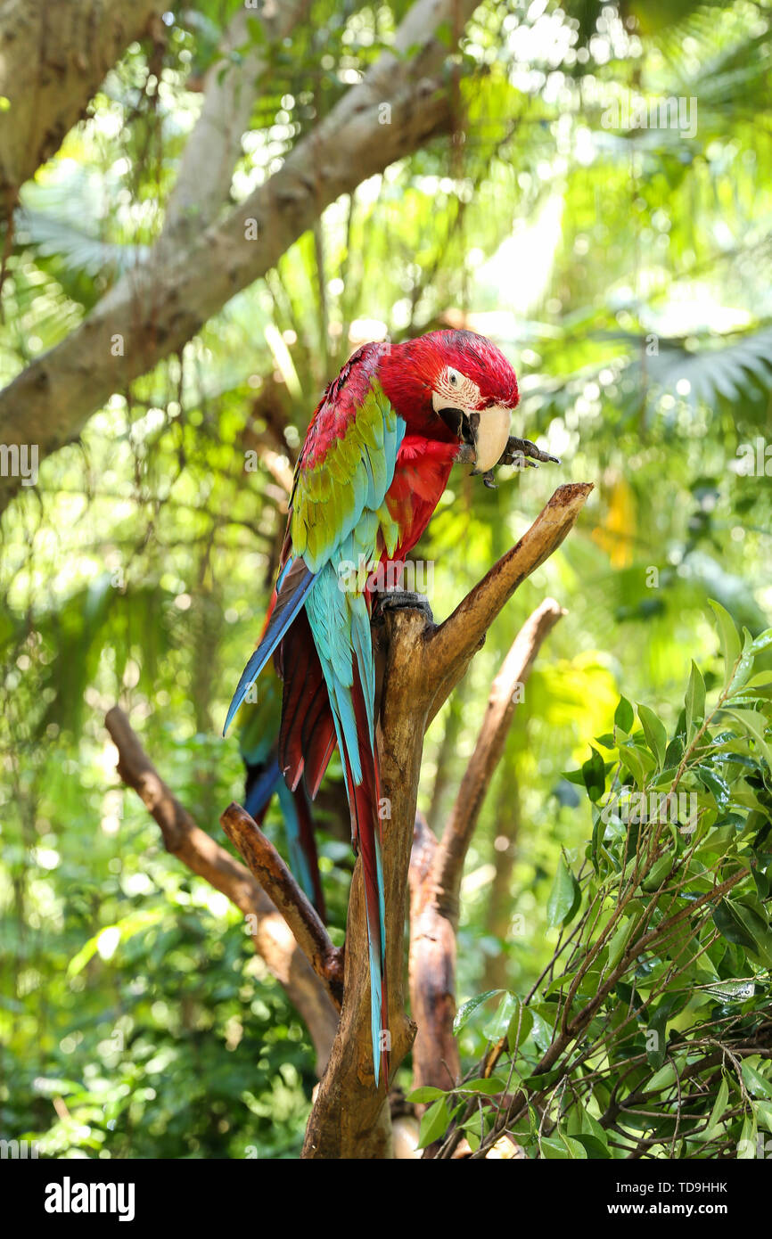 The macaw in the zoo Stock Photo - Alamy