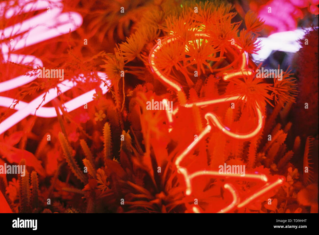 Hello! This photo is not late, taken using film, the red atmosphere is ...