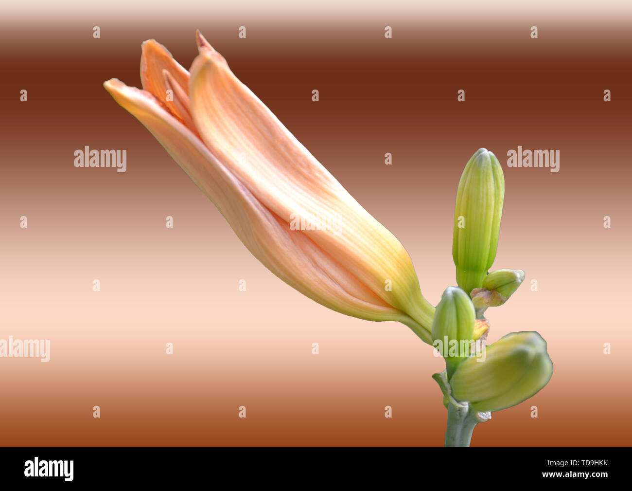 Background picture --Shandan flower Stock Photo - Alamy